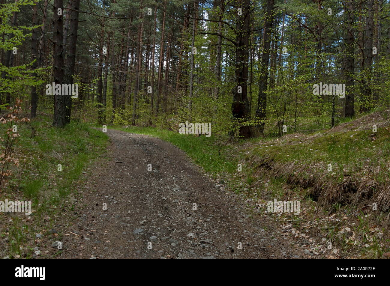 Bulgaria pine tree hi-res stock photography and images - Alamy