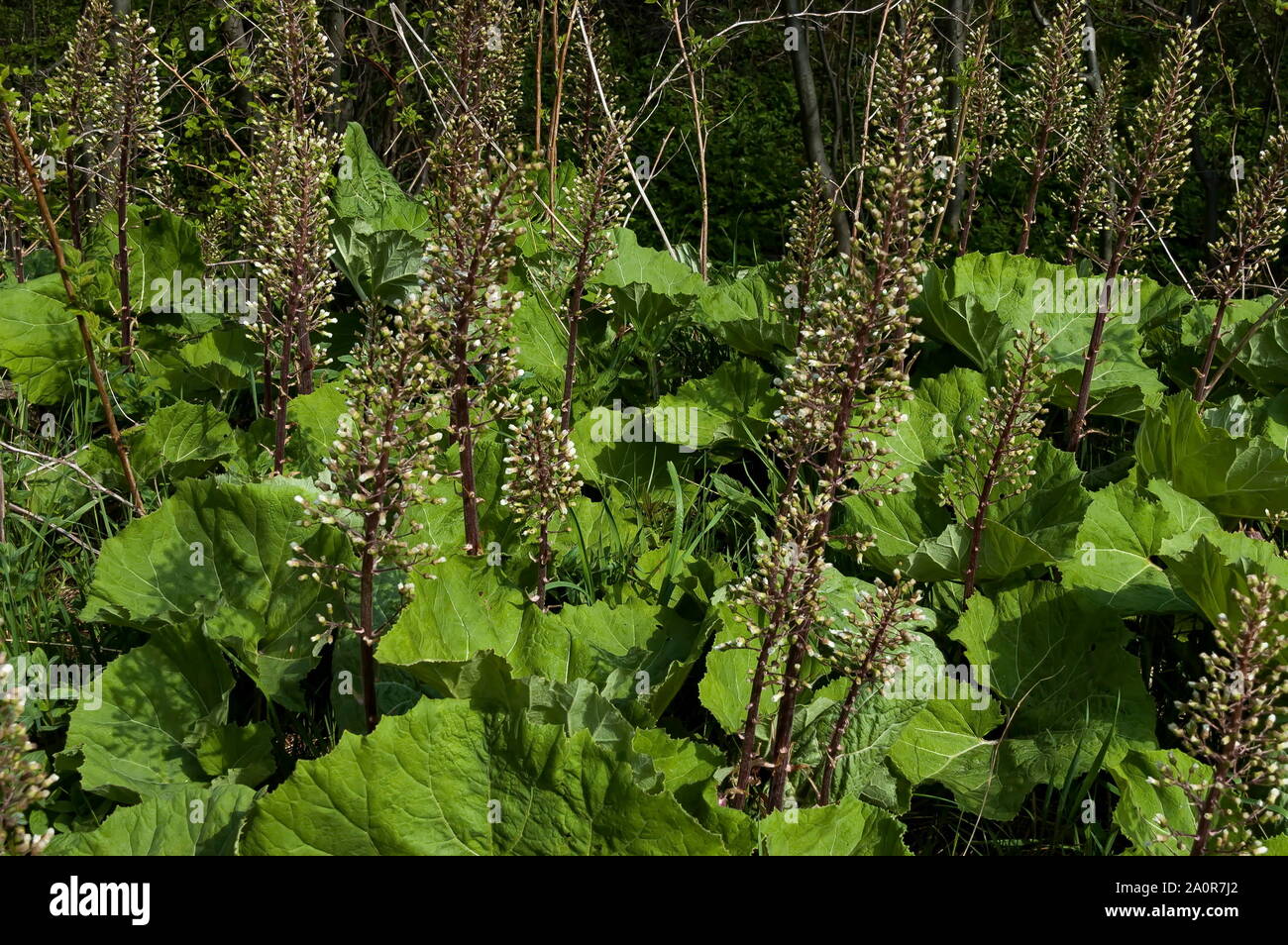 Vernal plants and flowers in Plana mountain, Bulgaria Stock Photo - Alamy