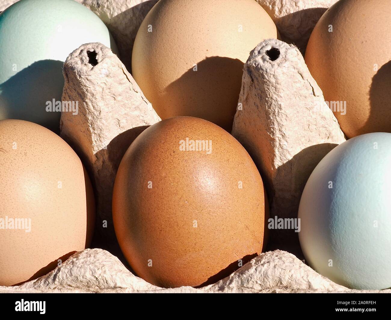 Colorful eggs of different chicken breeds Stock Photo - Alamy
