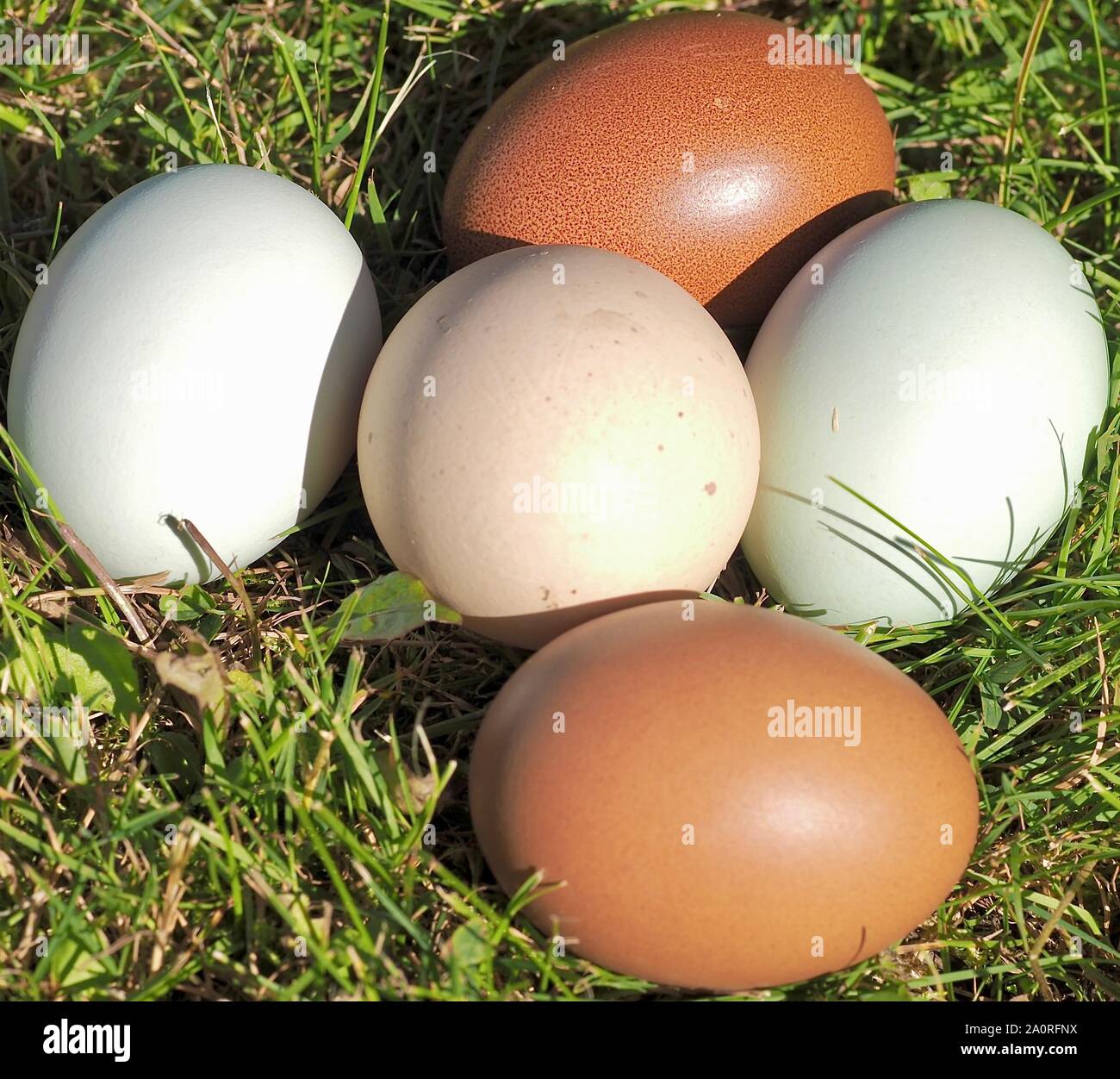Colorful eggs of different chicken breeds Stock Photo - Alamy