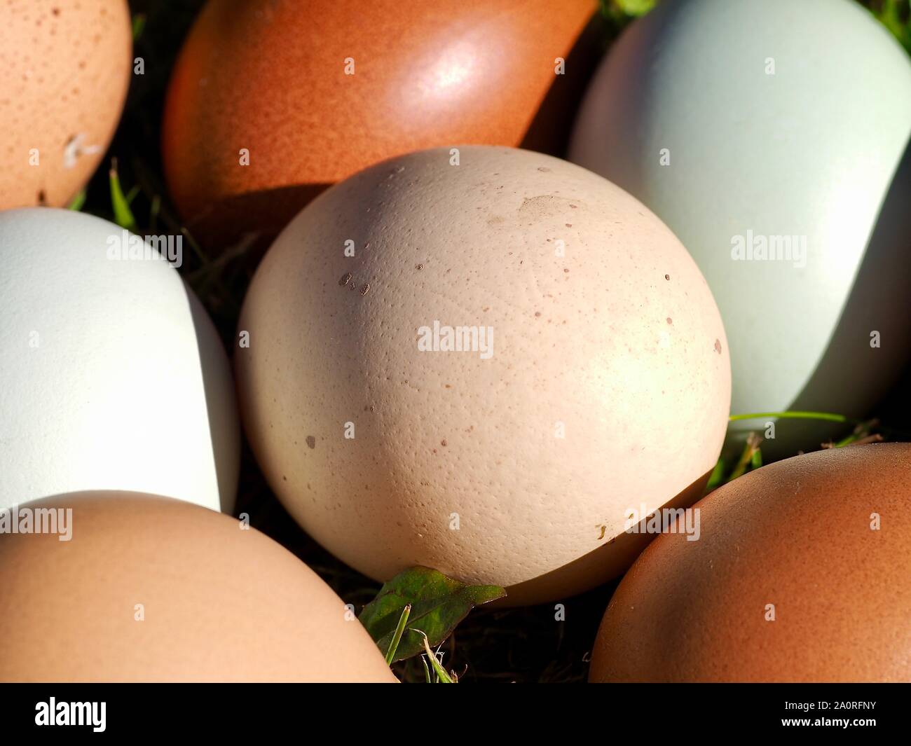 Colorful eggs of different chicken breeds Stock Photo - Alamy