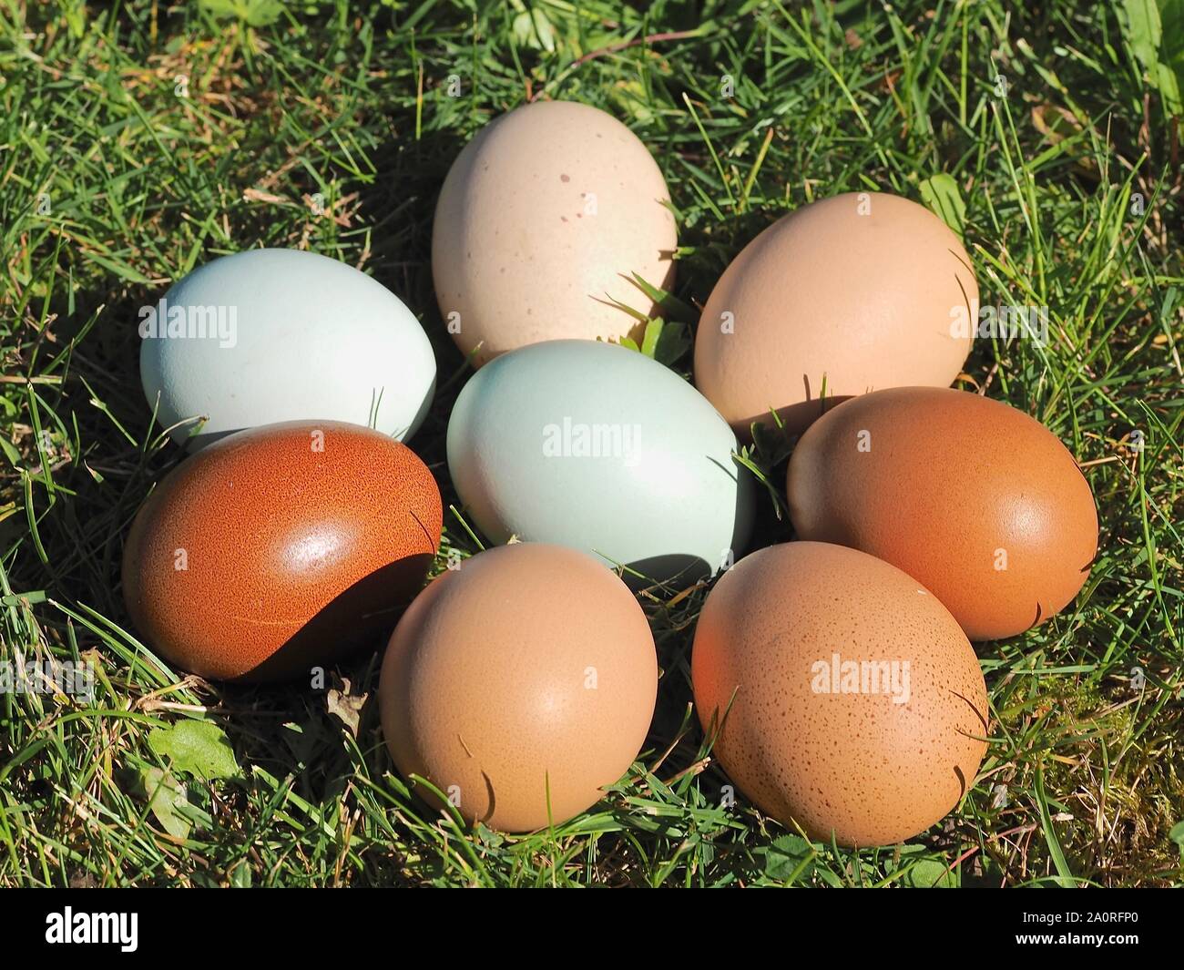 Colorful eggs of different chicken breeds Stock Photo - Alamy