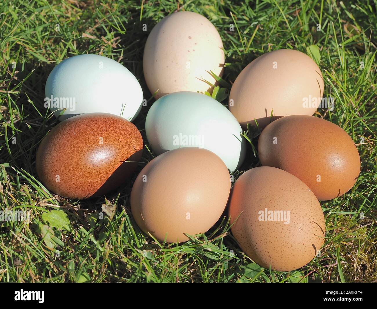 Colorful eggs of different chicken breeds Stock Photo - Alamy