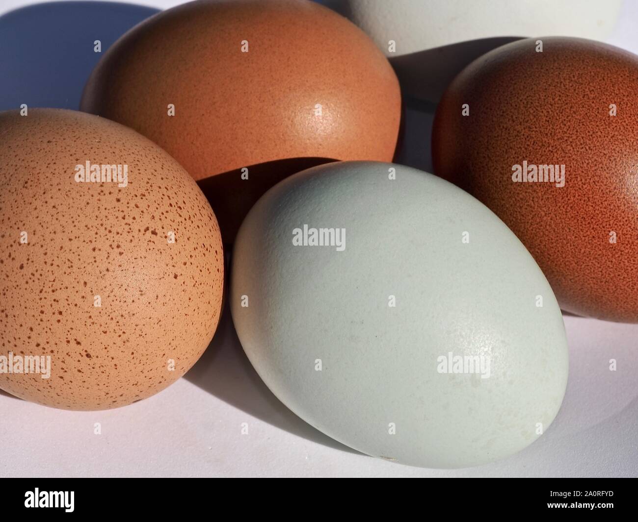 Colorful eggs of different chicken breeds Stock Photo - Alamy