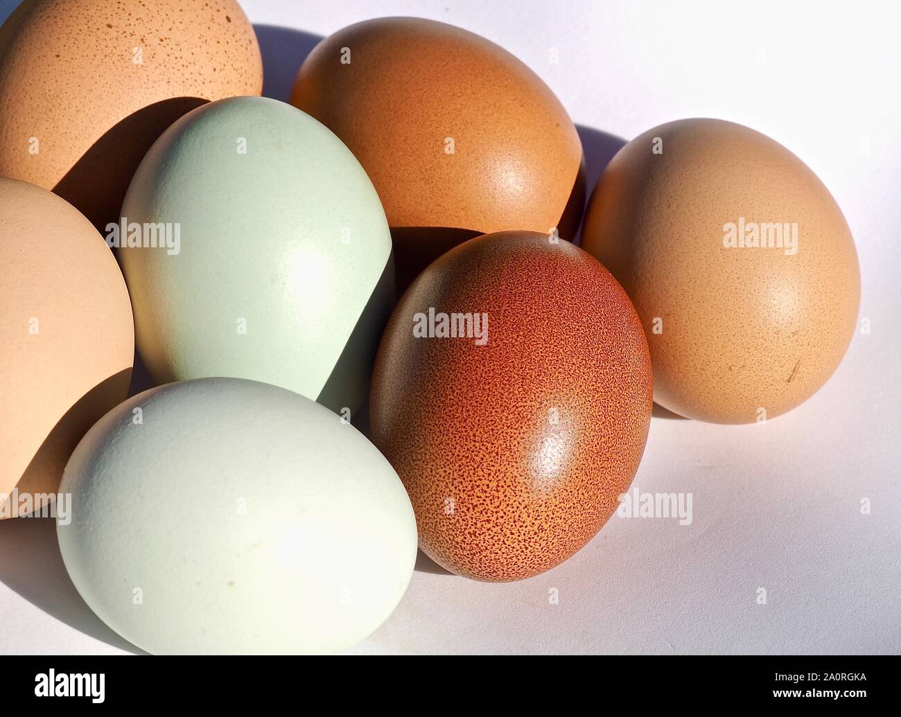Colorful eggs of different chicken breeds Stock Photo - Alamy