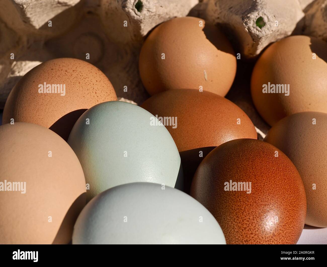 Colorful eggs of different chicken breeds Stock Photo - Alamy