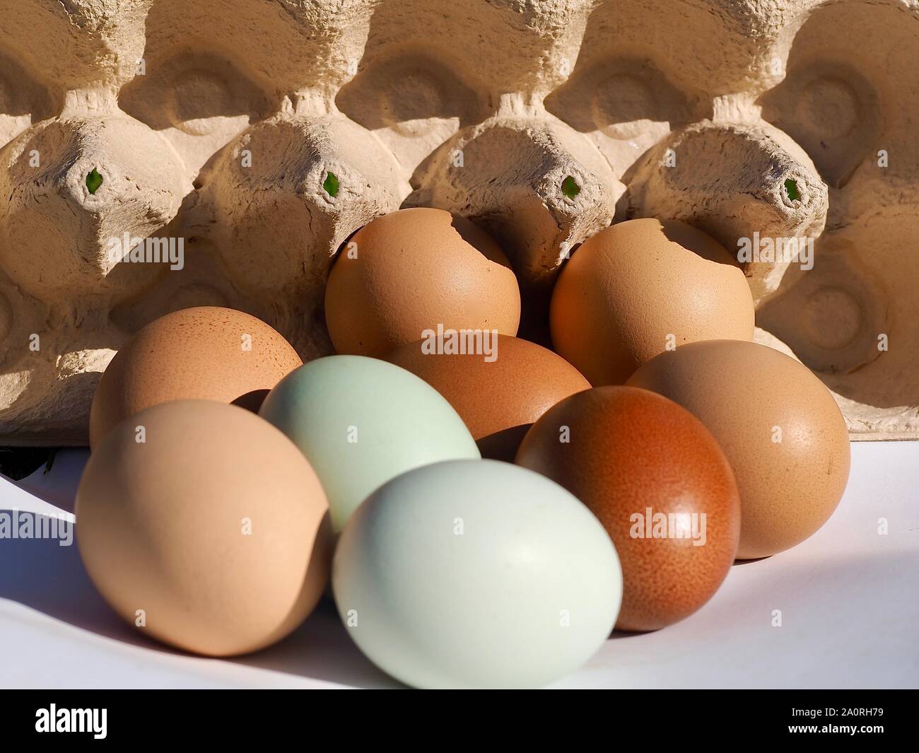 Colorful eggs of different chicken breeds Stock Photo - Alamy