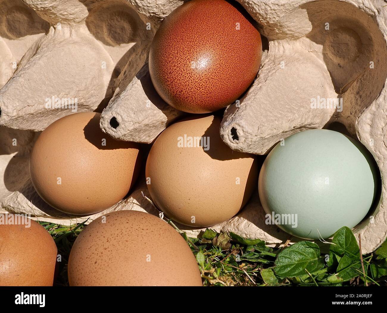 Colorful eggs of different chicken breeds Stock Photo - Alamy