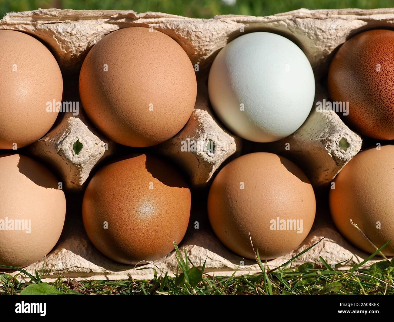 Colorful eggs of different chicken breeds Stock Photo - Alamy