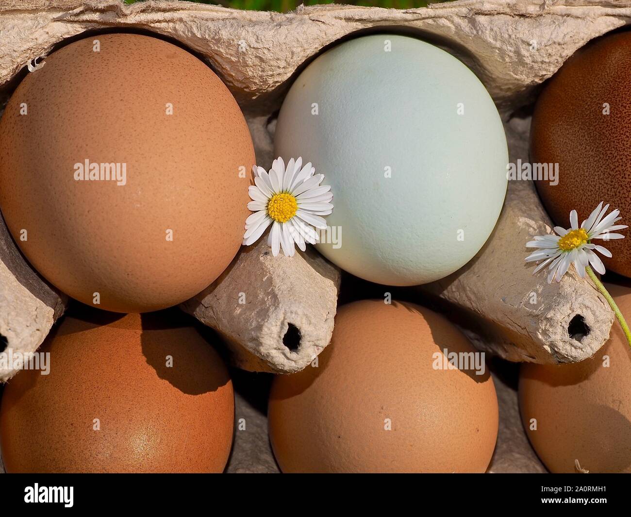 Colorful eggs of different chicken breeds Stock Photo - Alamy