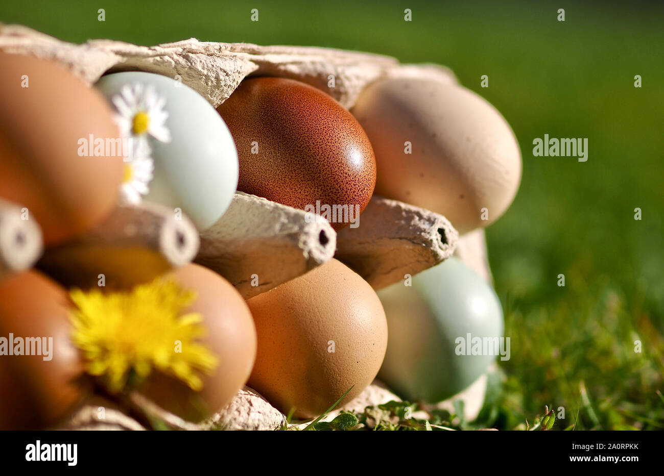 Colorful eggs of different chicken breeds Stock Photo - Alamy