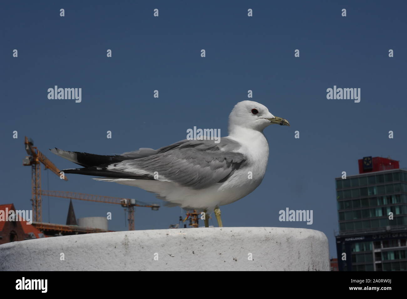 Rucken und flugel grau hi-res stock photography and images - Alamy