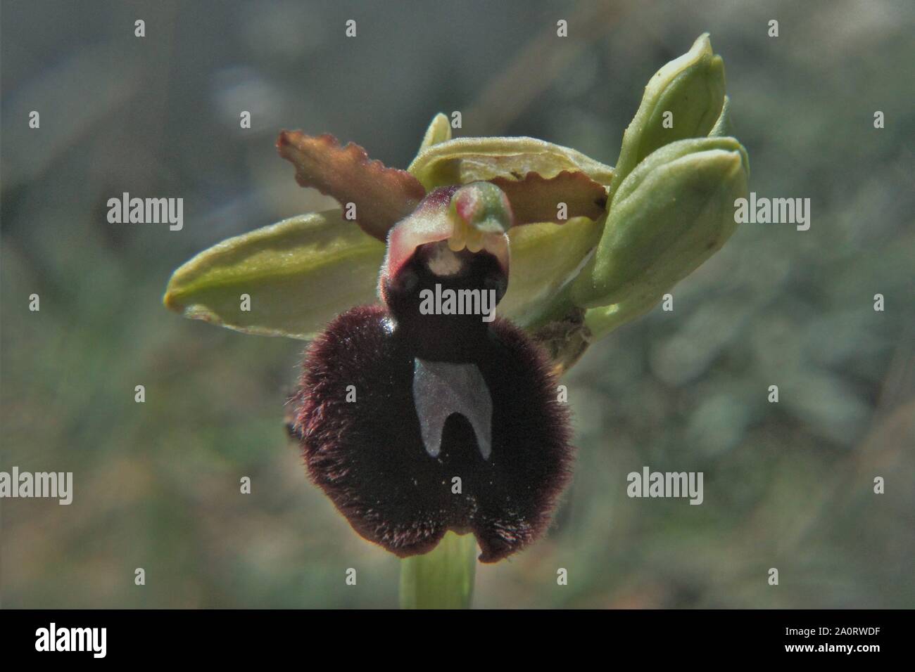 Maltese Spider Orchid (Ophrys melitensis) flowering at a garigue at ...