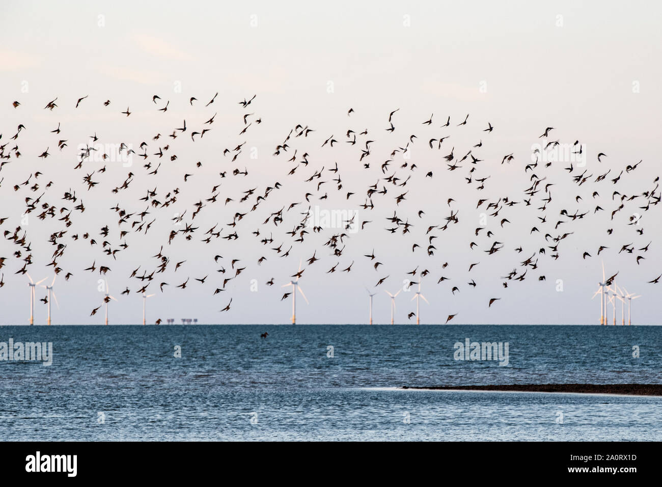 Offshore wind turbines birds hi-res stock photography and images - Alamy