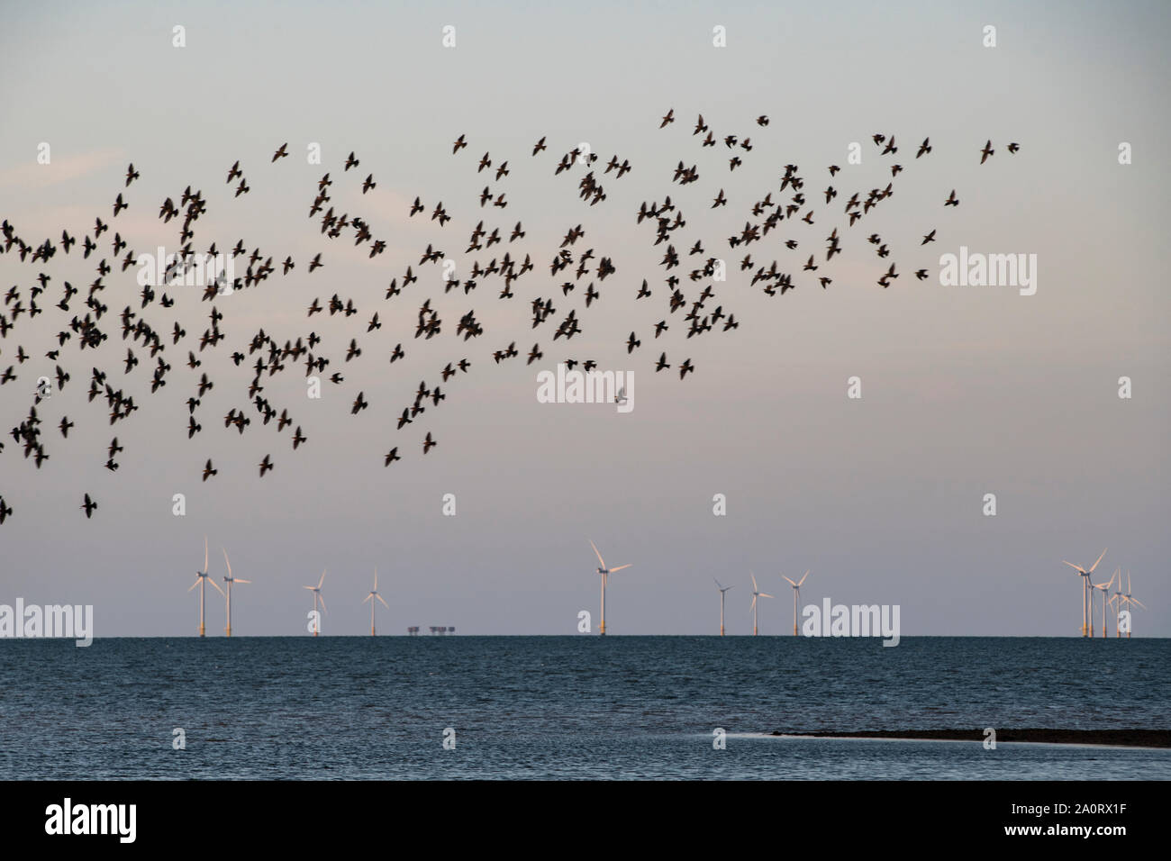Offshore wind turbines birds hi-res stock photography and images - Alamy
