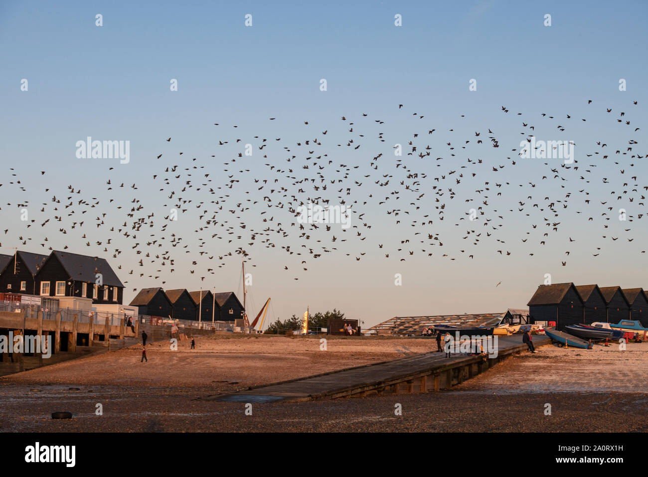 A murmuration of a flock of starlings at Whitstable on the Kent coast ...