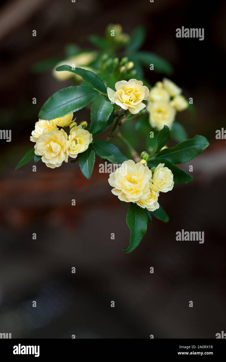 Lady banks rose hi-res stock photography and images - Alamy