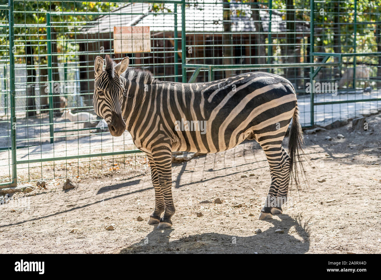 Zebra poses hi-res stock photography and images - Alamy