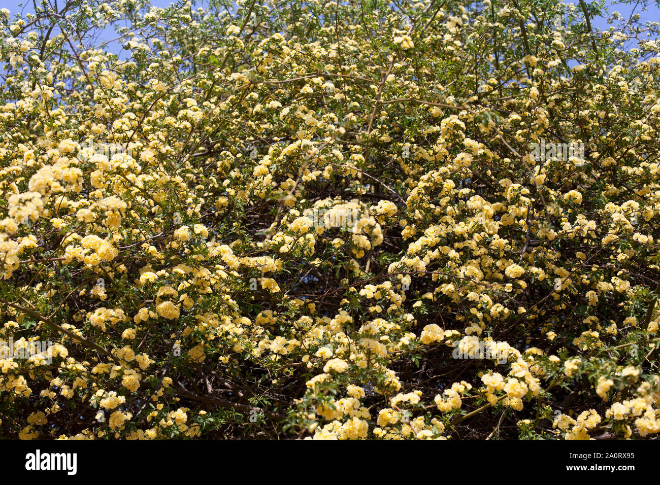 Lady banks rose hi-res stock photography and images - Alamy