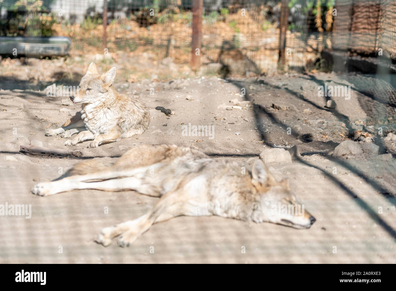 American grey wolves hi-res stock photography and images - Alamy