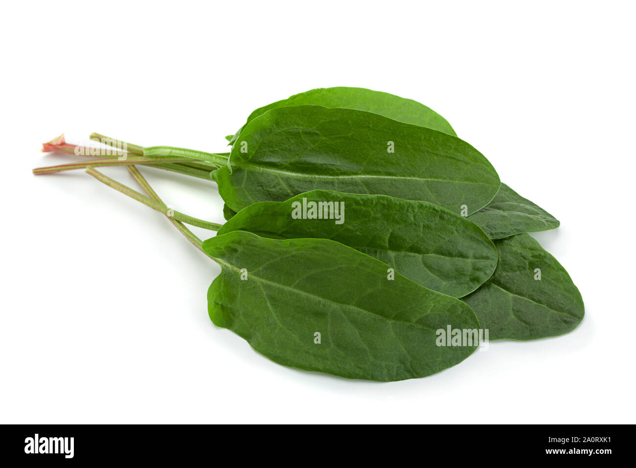 Rumex leaf closeup isolated on white background Stock Photo - Alamy