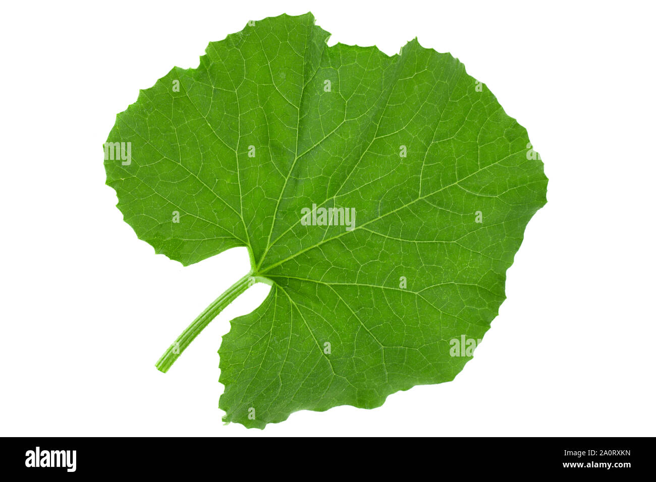 Melon leaf Cut Out Stock Images & Pictures - Alamy