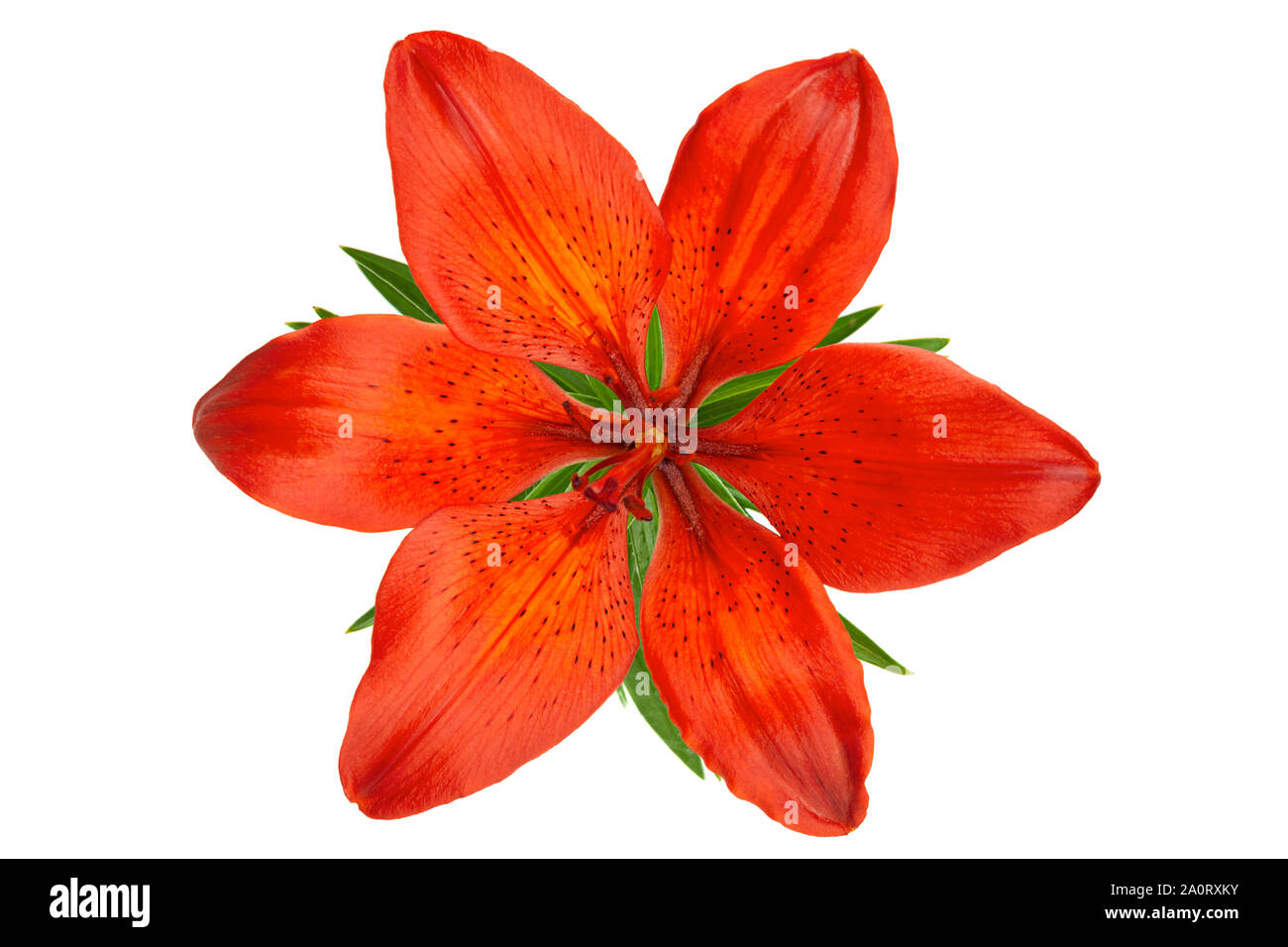Red lilly flower head isolated on white background Stock Photo - Alamy
