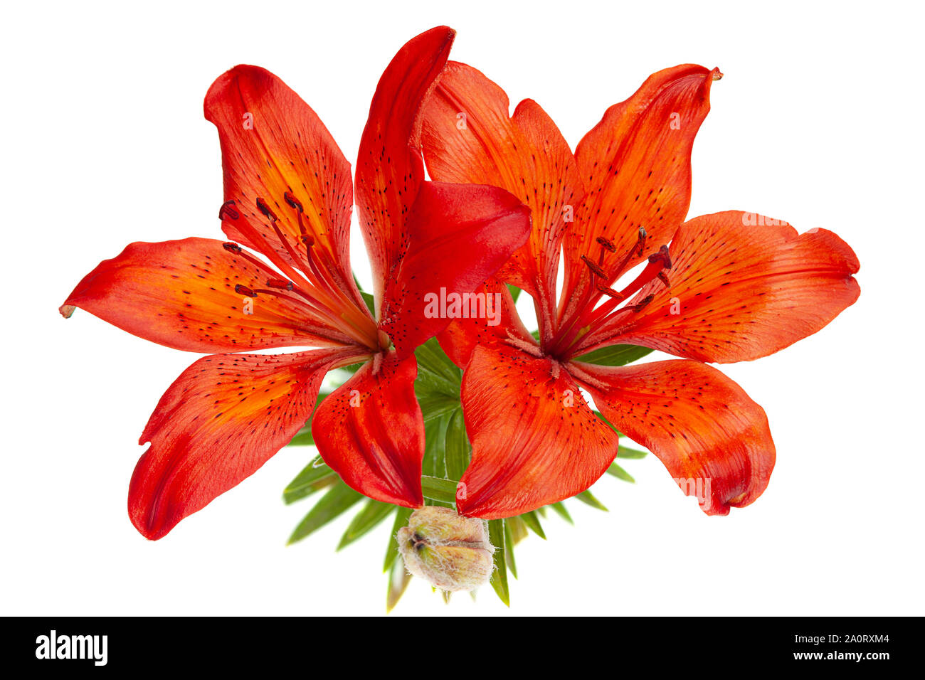 Red lilly flower head isolated on white background Stock Photo - Alamy