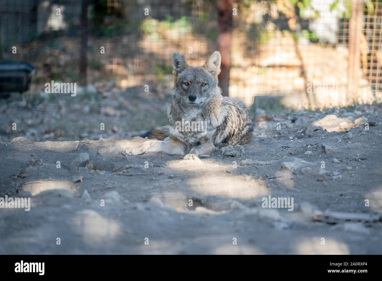 Asian wolf hi-res stock photography and images - Alamy