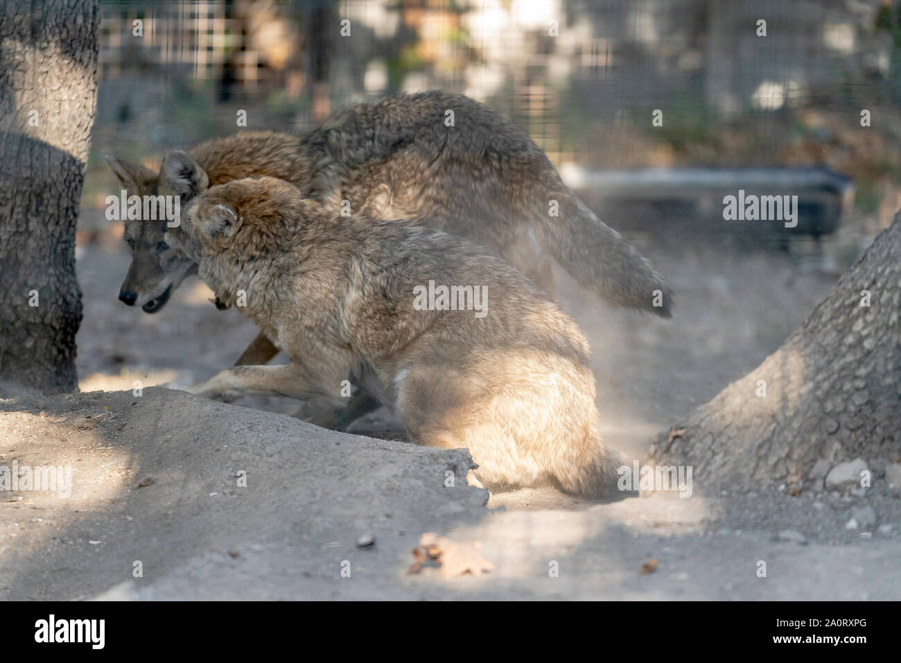 Grey wolf pack europe hi-res stock photography and images - Alamy