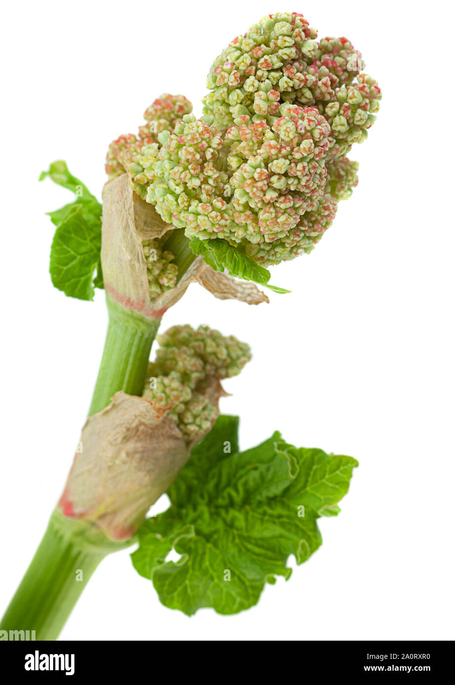 Rhubarb vegetable blossom with leaf isolated on white background Stock ...