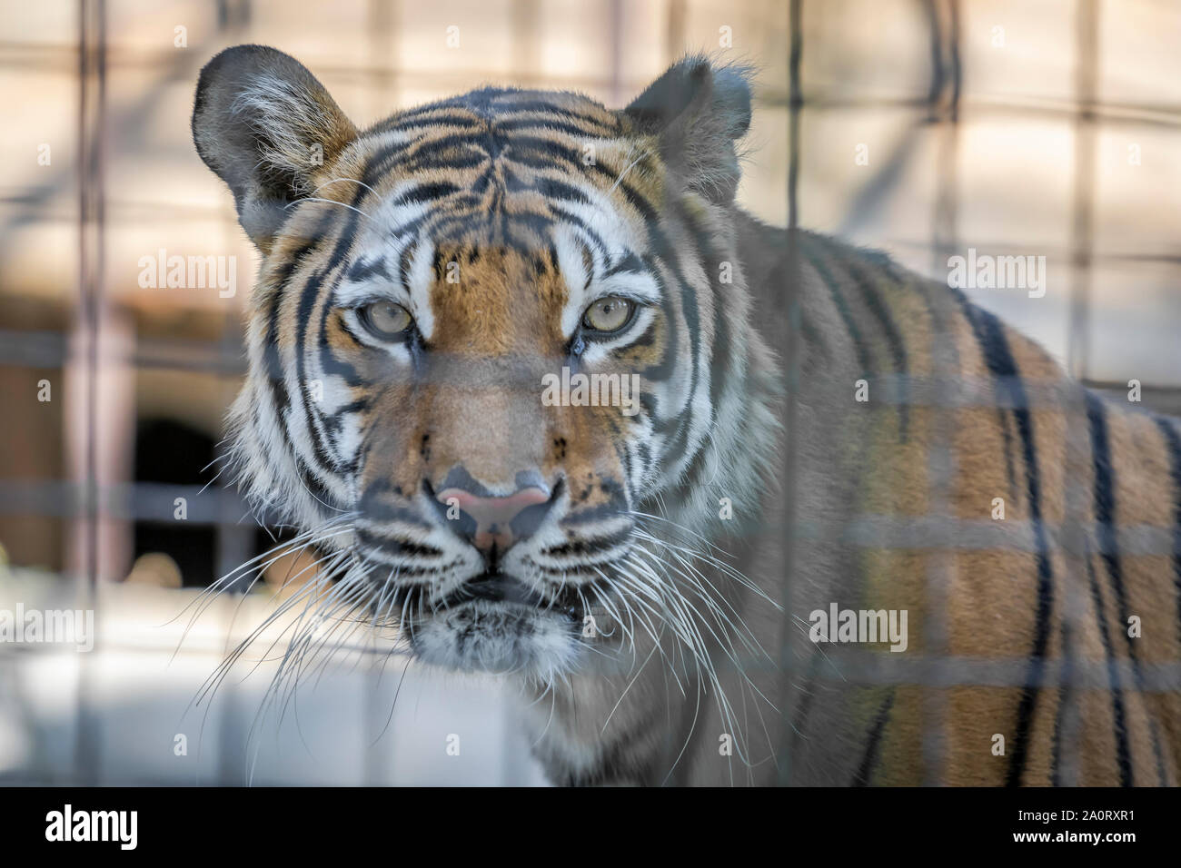 Portrait of a Siberian tiger behind bars in a zoo cage Stock Photo - Alamy