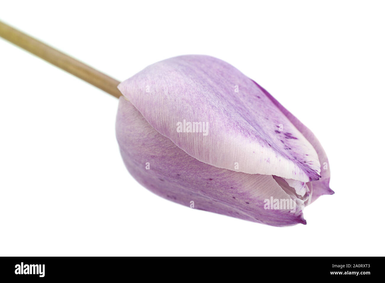Purple tulip flower closeup isolated on white background Stock Photo ...