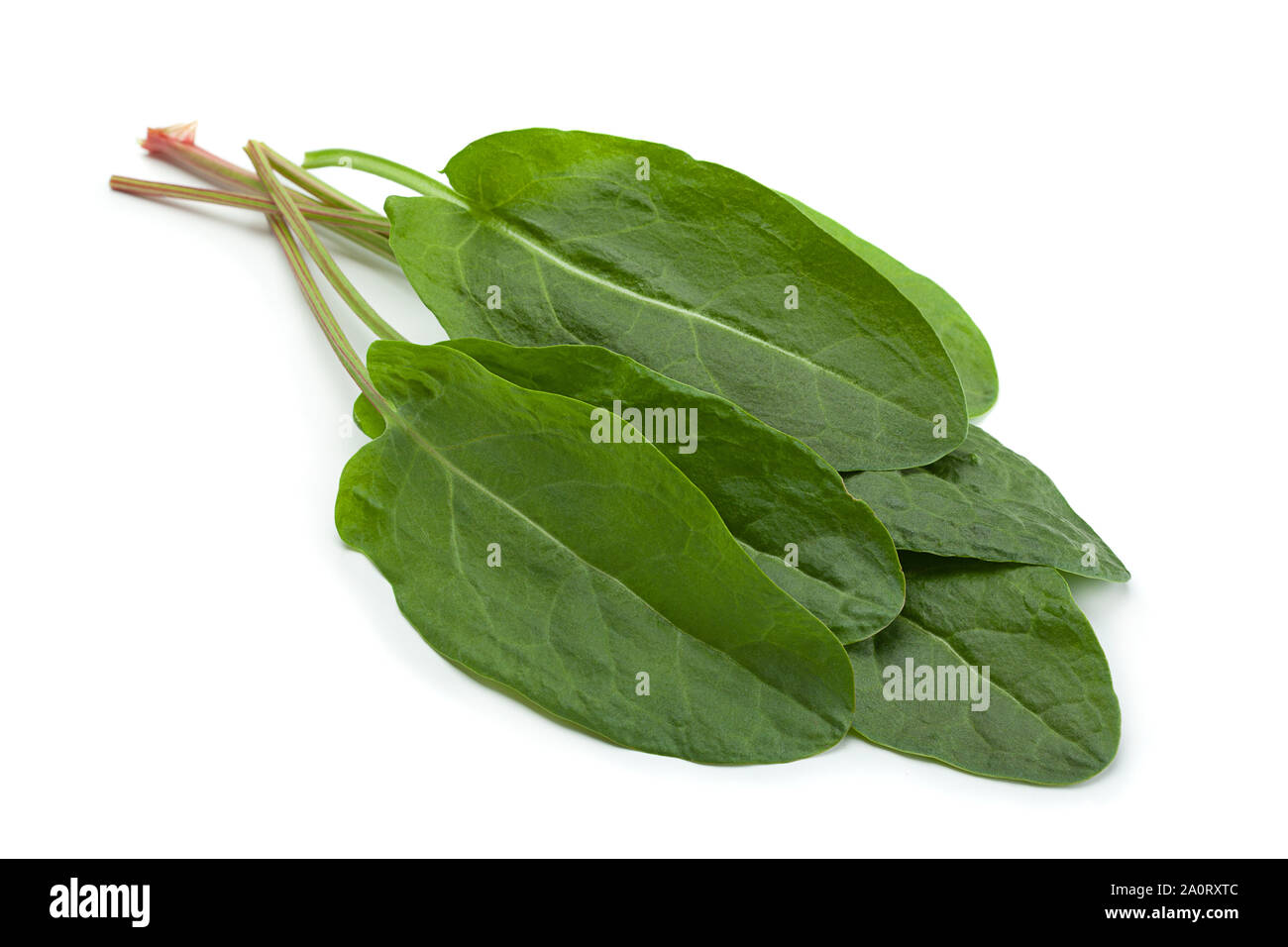 Rumex leaf closeup isolated on white background Stock Photo - Alamy