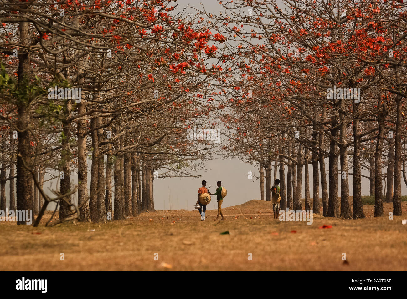 Shimul tree hi-res stock photography and images - Alamy