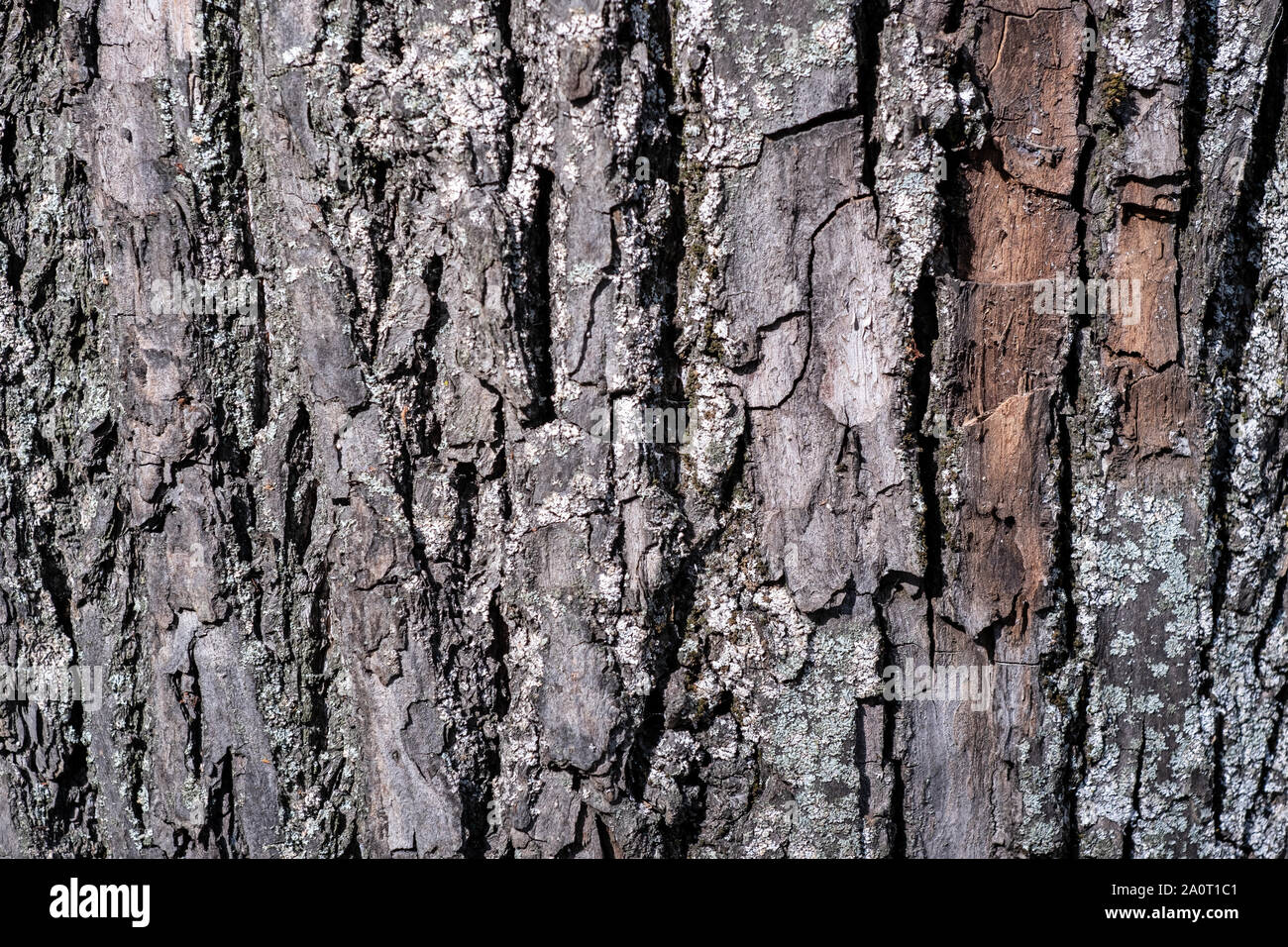 Texture pattern of the bark. bark of a tree in the forest Stock Photo ...