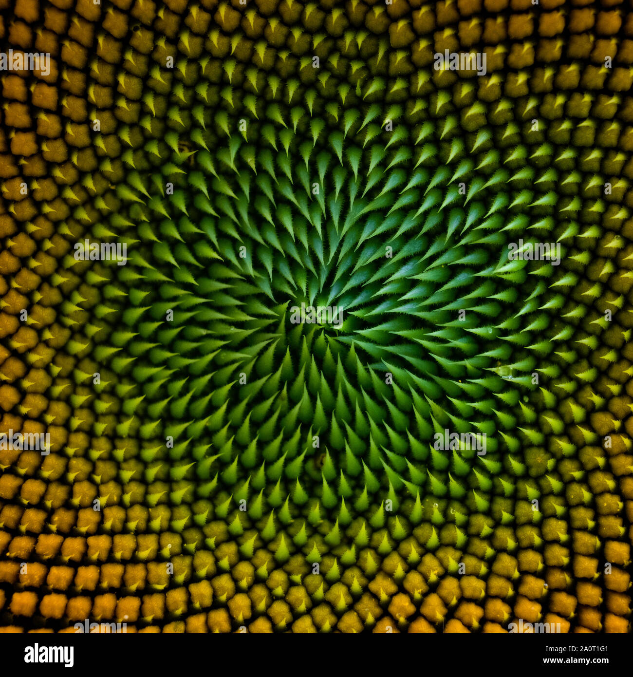 Natural geometry hi-res stock photography and images - Alamy