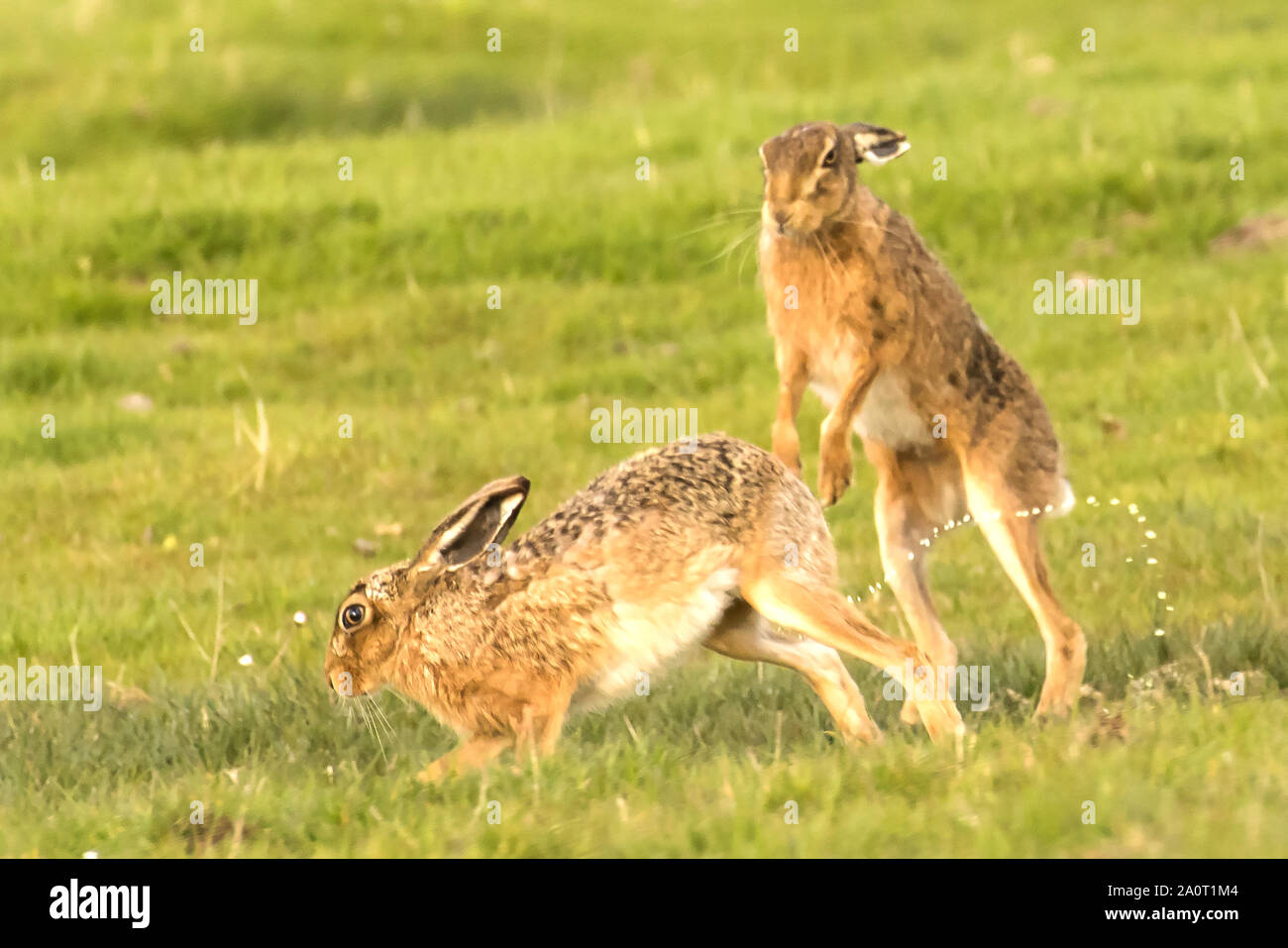 Playing mating hi-res stock photography and images - Alamy