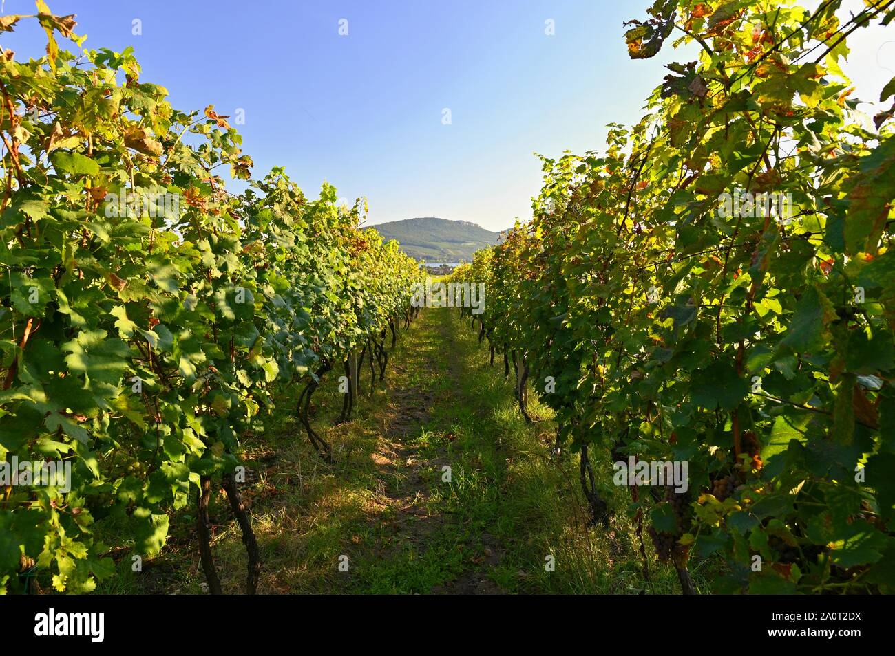 Grapes in the vineyard. Beautiful natural colorful background with wine ...