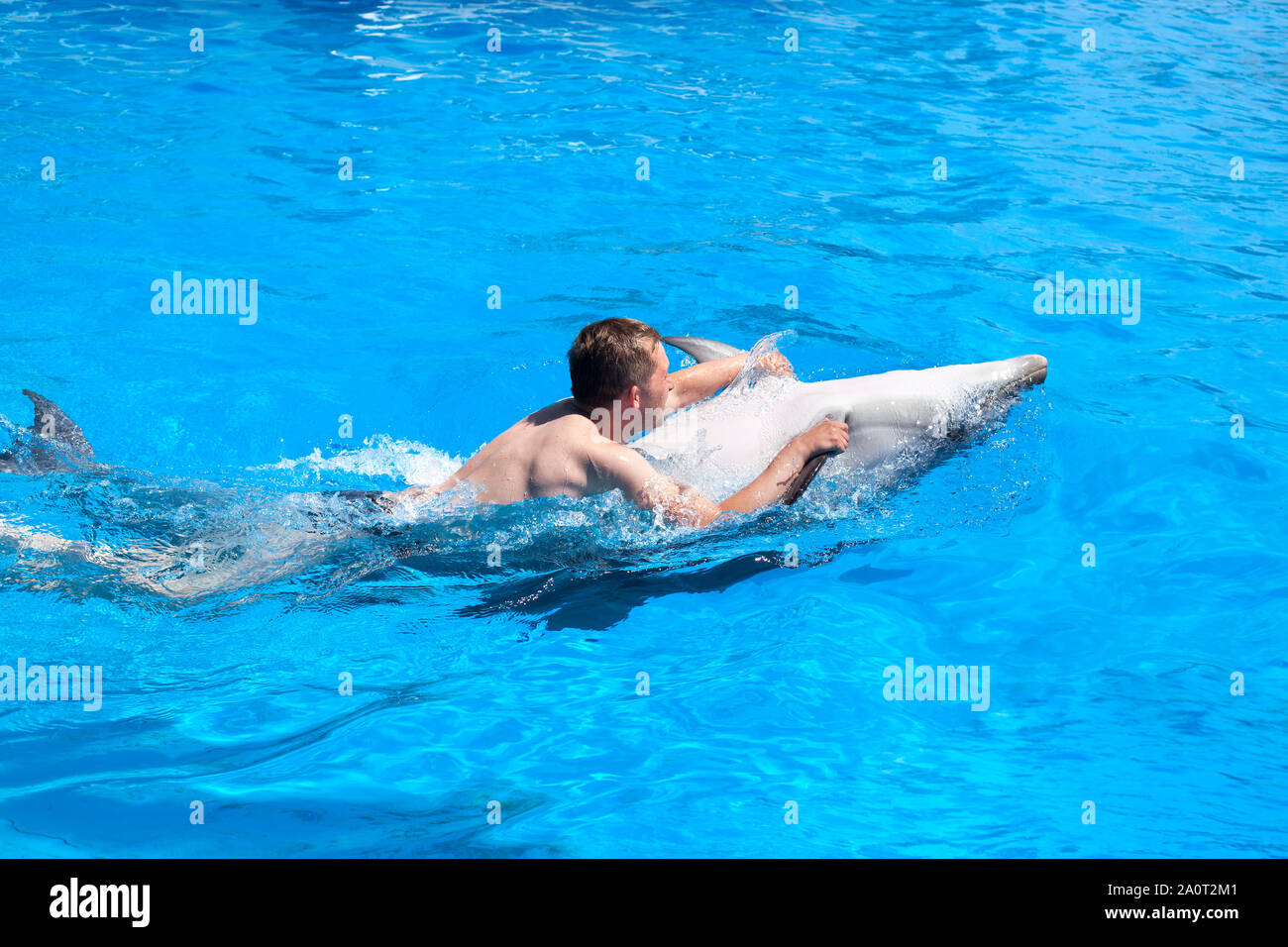 A young man is riding dolphin, boy swimming with dolphin on the back in ...