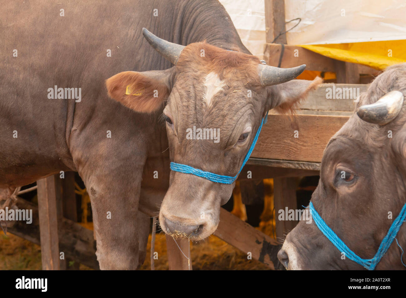 Animal for the Feast of Sacrifice. (Kurban Bayrami, aid al adha ...