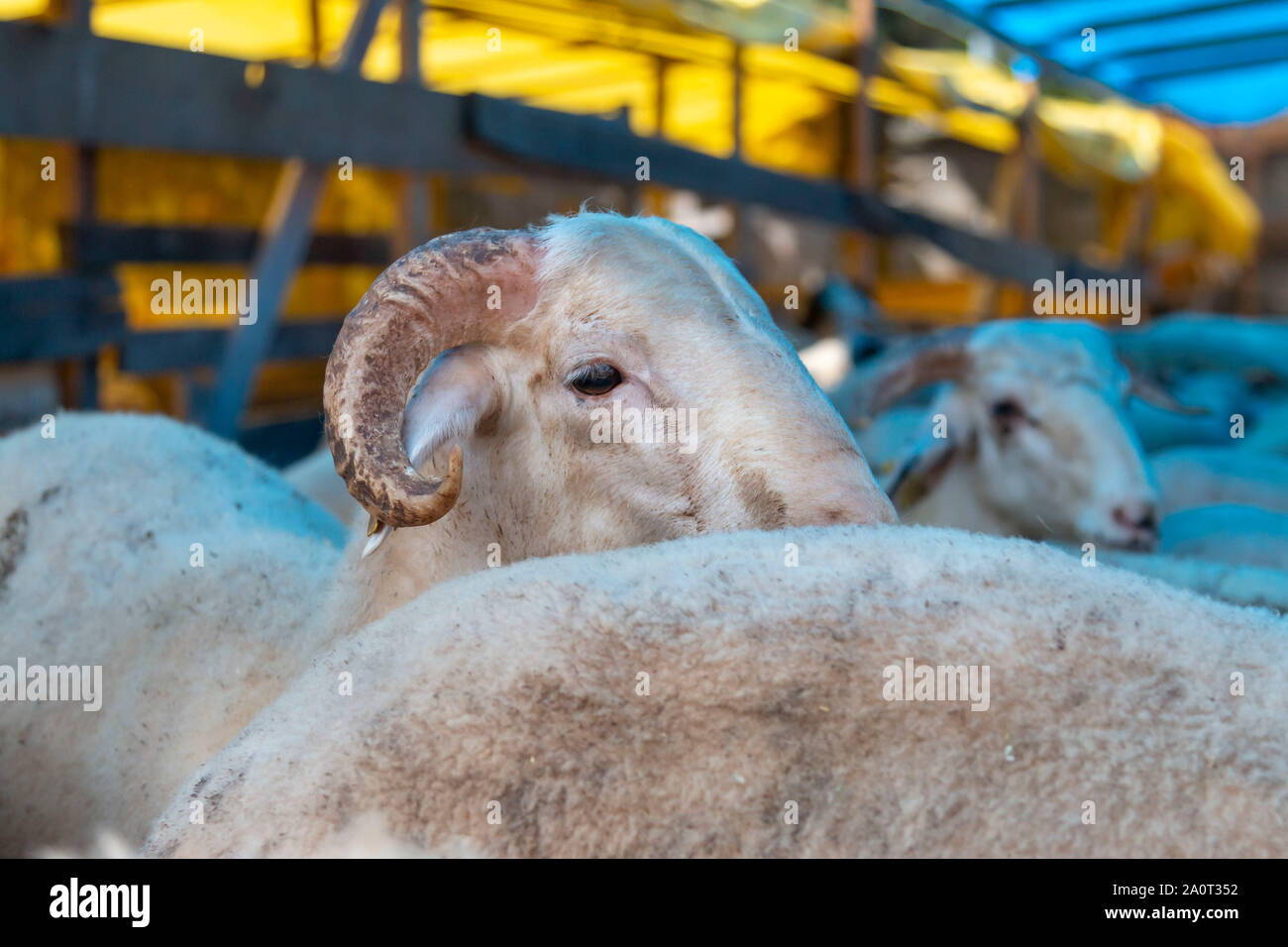 Animal for the Feast of Sacrifice. (Kurban Bayrami, aid al adha ...