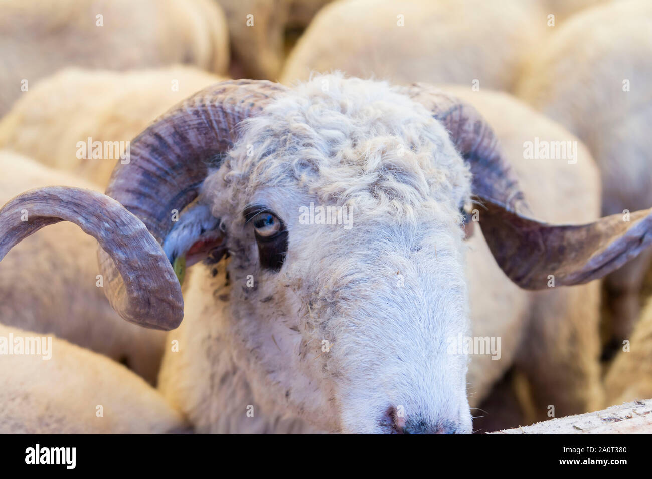 Animal for the Feast of Sacrifice. (Kurban Bayrami, aid al adha ...