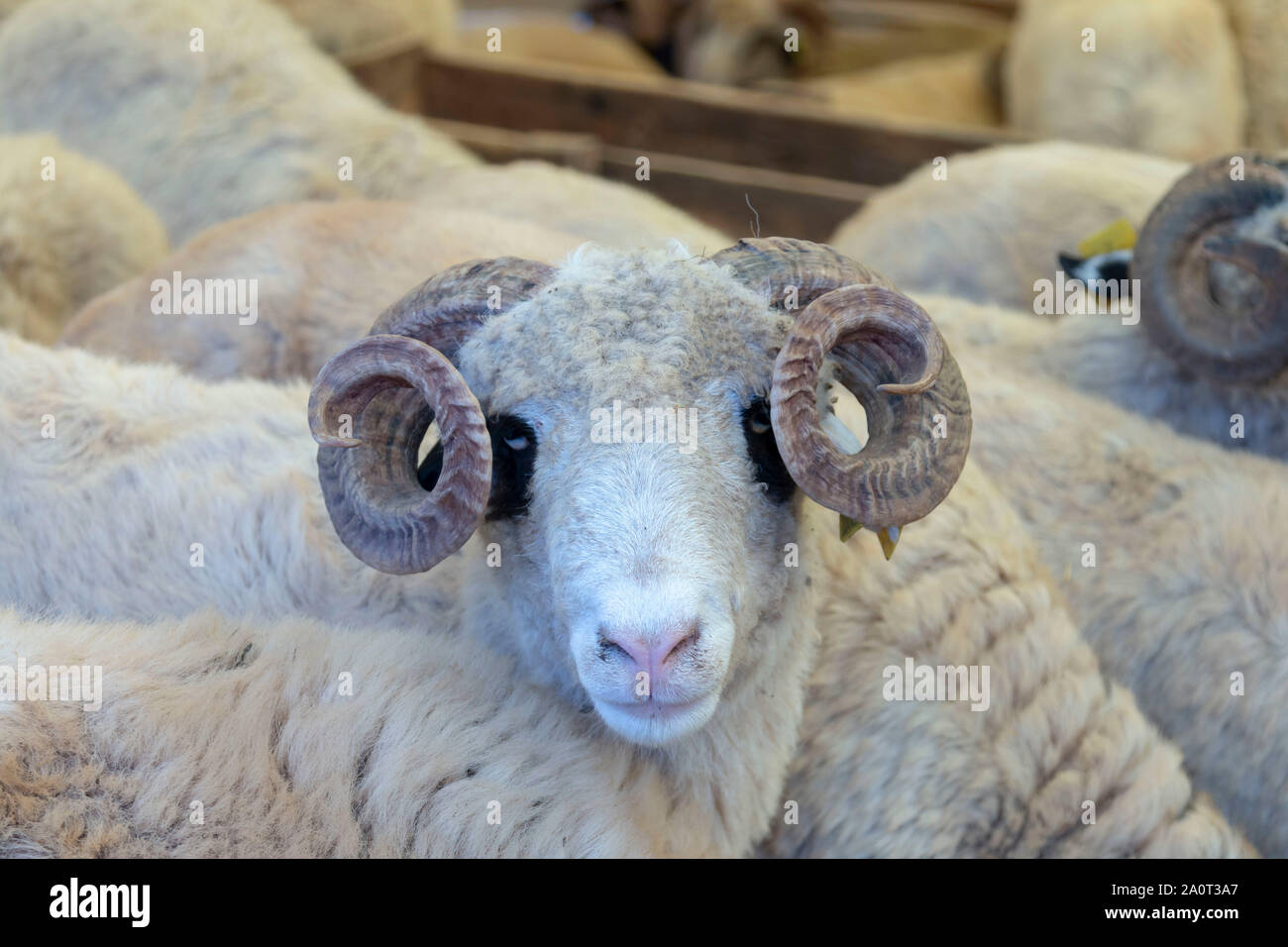 Animal for the Feast of Sacrifice. (Kurban Bayrami, aid al adha ...