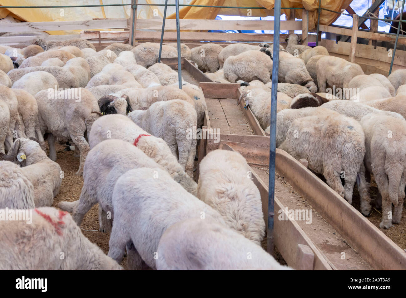 Animal for the Feast of Sacrifice. (Kurban Bayrami, aid al adha ...