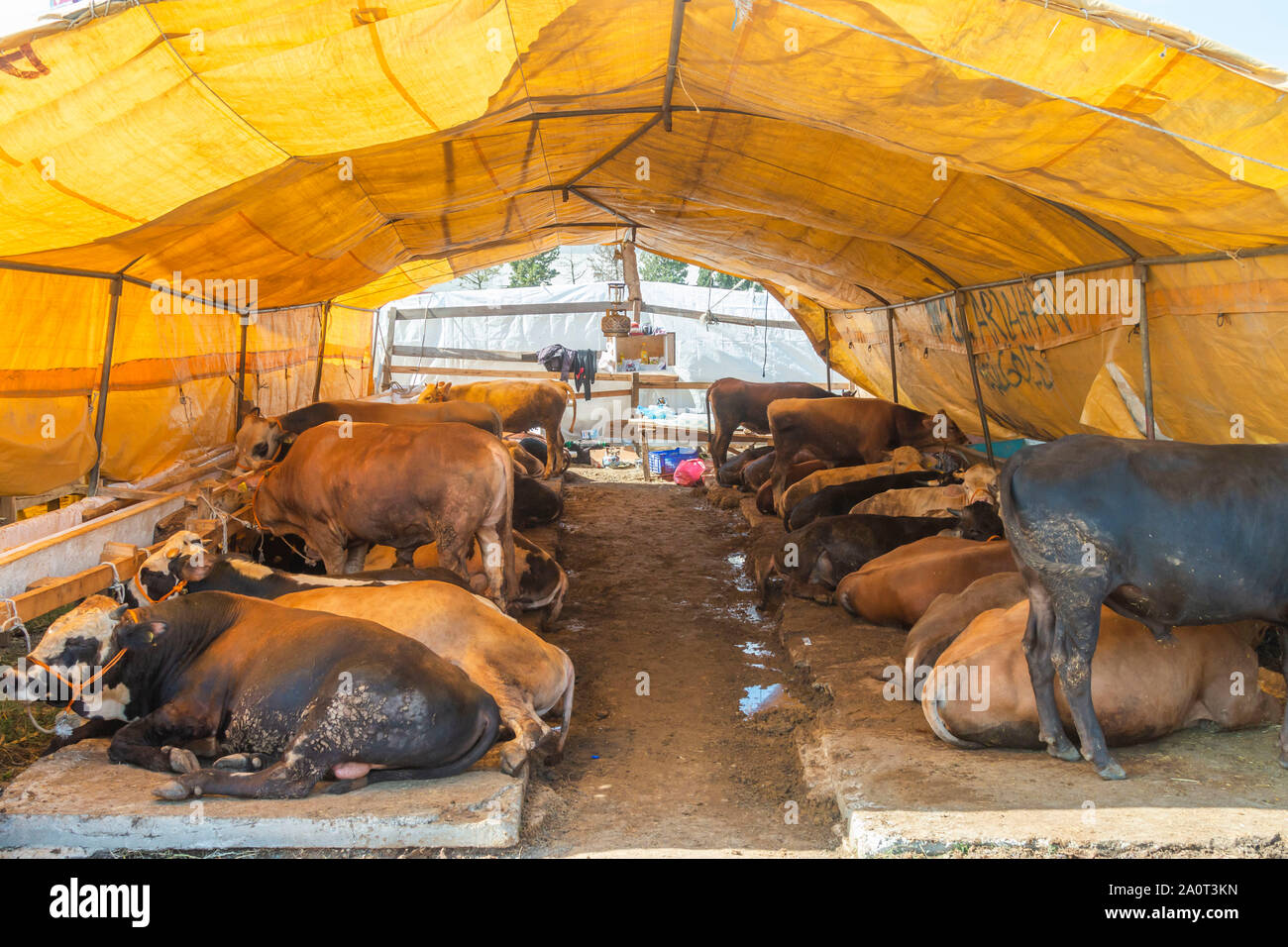 Animal for the Feast of Sacrifice. (Kurban Bayrami, aid al adha ...