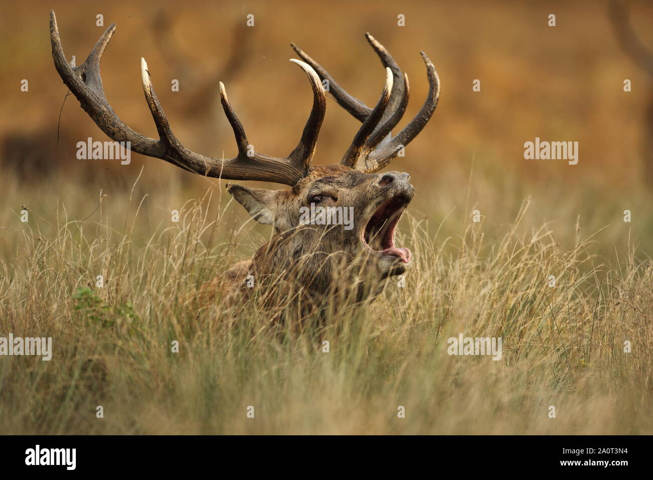 red deer roaring Stock Photo - Alamy