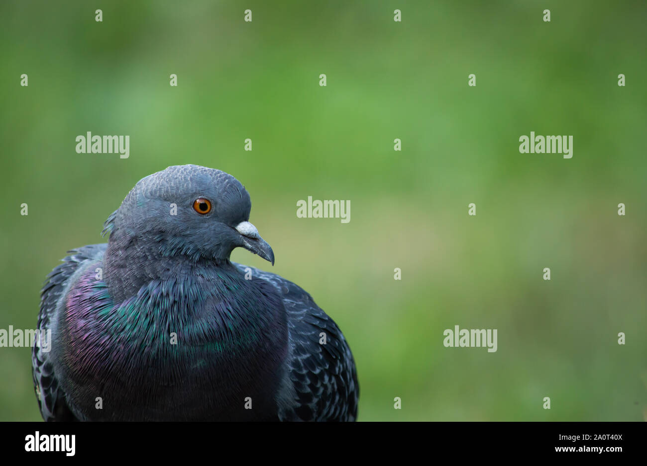 Portrait of a pigeon Stock Photo - Alamy