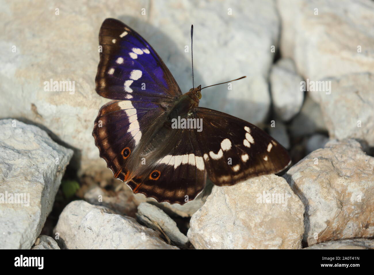 Worldwide butterflies hi-res stock photography and images - Alamy