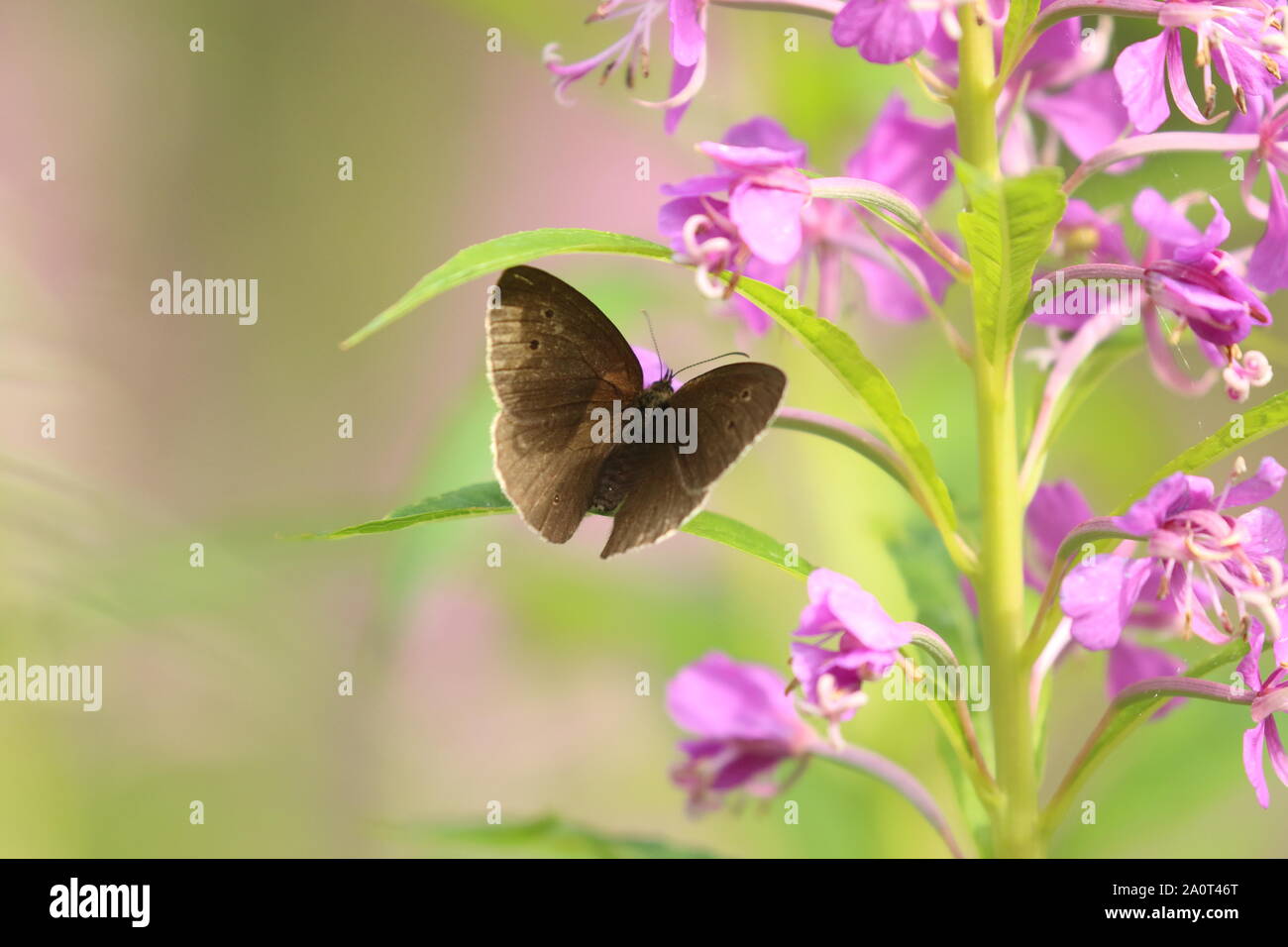 Worldwide butterflies hi-res stock photography and images - Alamy
